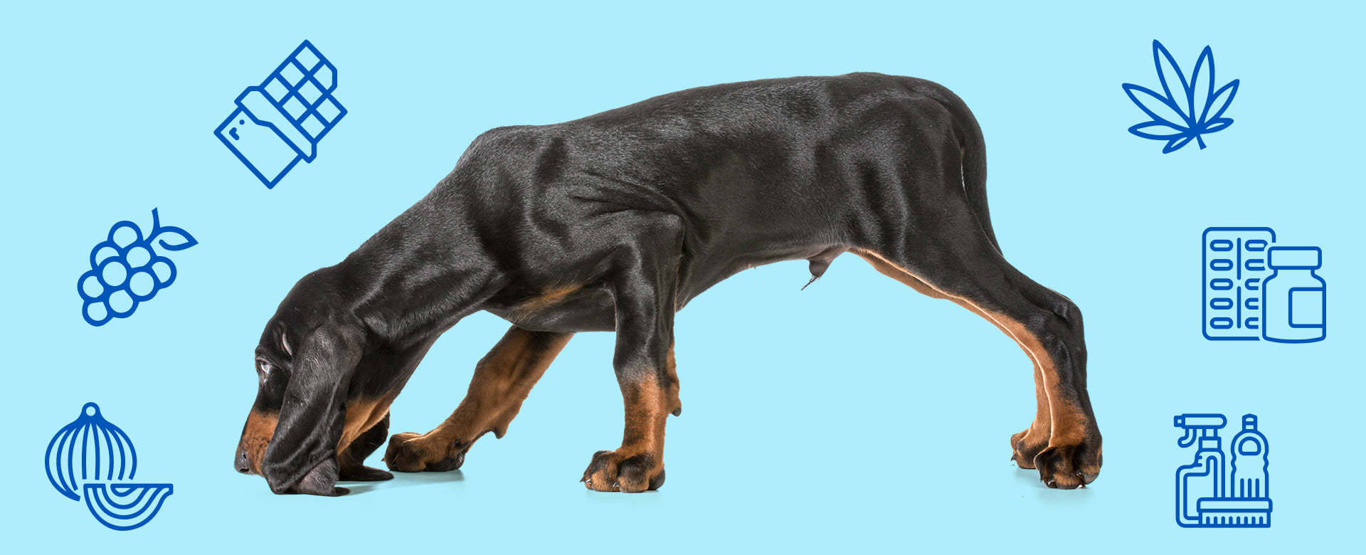 5 Signs Your Dog Ate Something Poisonous – Dr. Cuddles